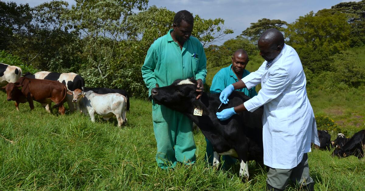 Capacity building is vital for effective One Health programs